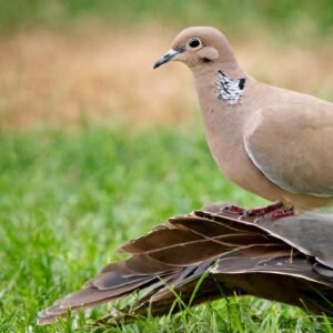 South Carolina Doves: 2024 Season For Migratory Game Bird Hunting