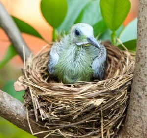 From Hatchling to Fledgling: What Does A Baby Pigeon Look Like