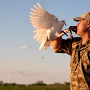 Montana Doves & Landscapes 2025: Participating In The Early Fall Season ...