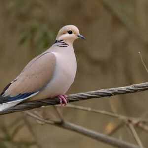 Virginia Dove Highlights 2025 Season🕊️🎯: Hunting Opportunities in Fall