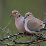 Virginia Dove Highlights 2025 Season🕊️🎯: Hunting Opportunities in Fall