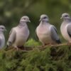 Amazing Dove Migration Patterns You Need to Know