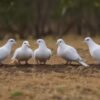 Amazing Dove Migration Patterns You Need to Know
