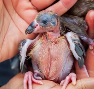 From Hatchling to Fledgling: What Does A Baby Pigeon Look Like