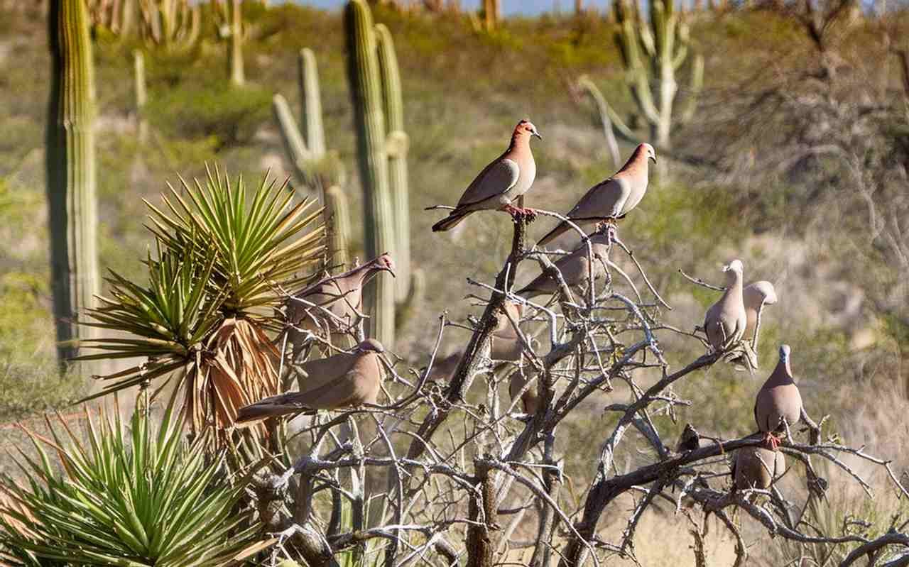 Desert Doves: A Comprehensive Guide to Hunting in Arid Regions