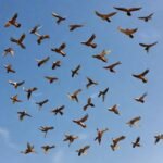 Amazing Dove Migration Patterns You Need to Know